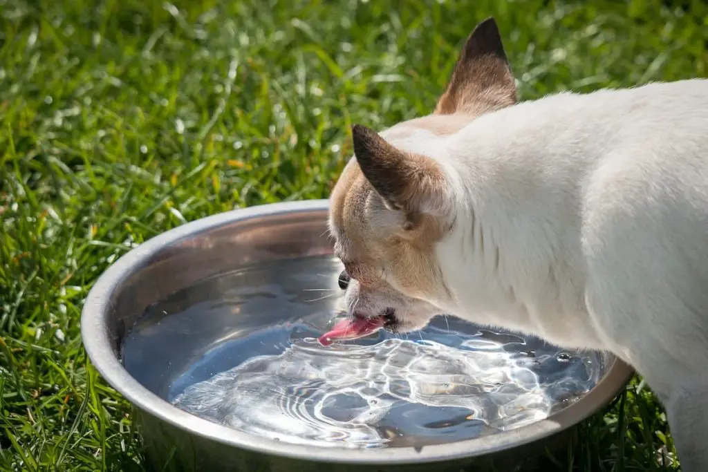Dog Pushing Water Into Food Bowl Explained PetSpre dog-pushing-water-into-food-bowl-explained-petspre