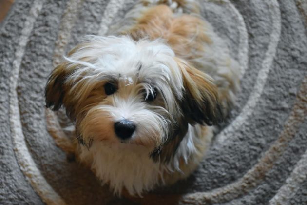 Why Your Havanese Is Growling And Biting? Explained | PetSpre