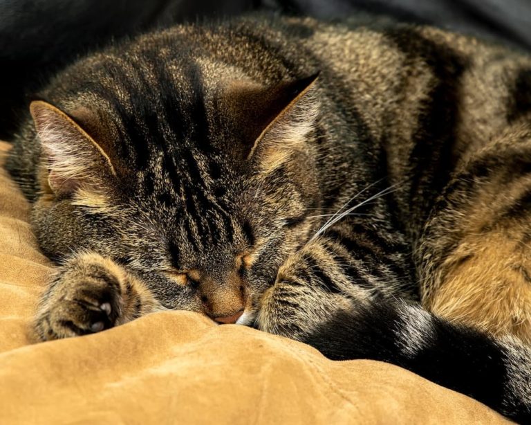 Why Are Cats Called Moggies? Explained | PetSpre