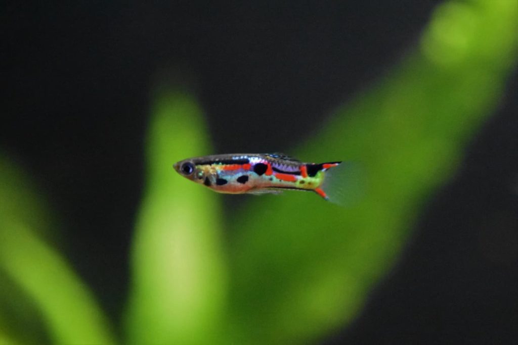 Do Endlers Eat Their Fry (Quick Guide) | PetSpre