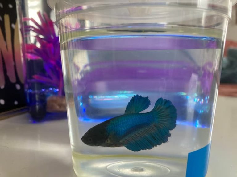 Why Do Pet Stores Keep Bettas In Cups (Here’s Why) | PetSpre